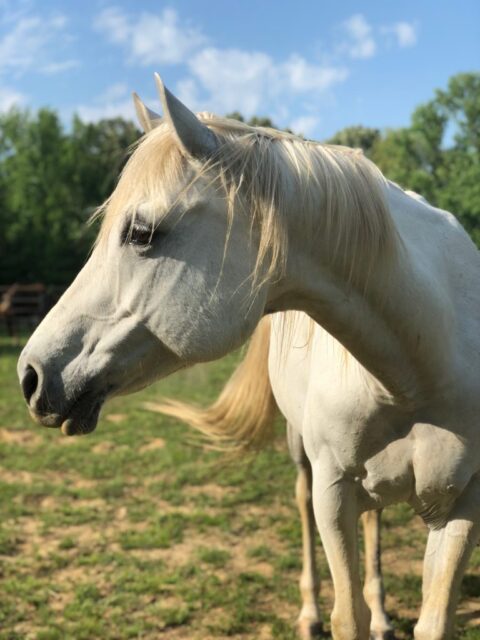 Equine Partners - Connections Counseling Therapy